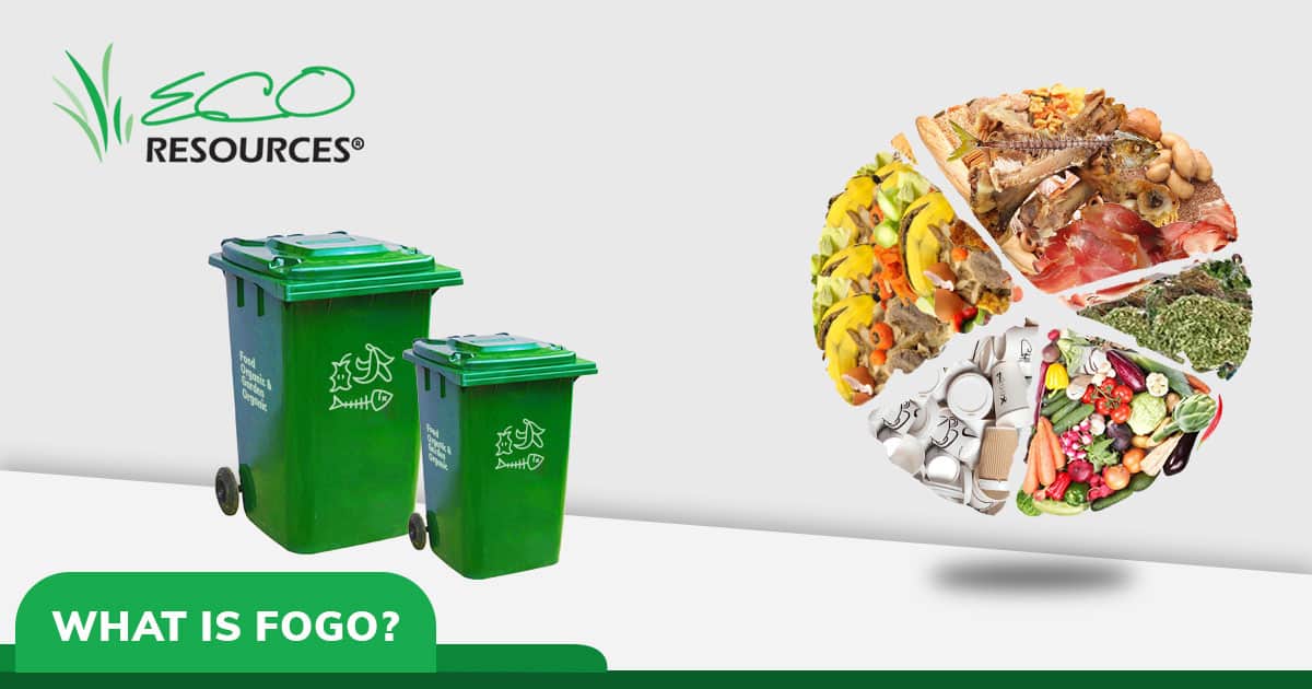 What Is Fogo and Why Is It Important? - Eco Resources